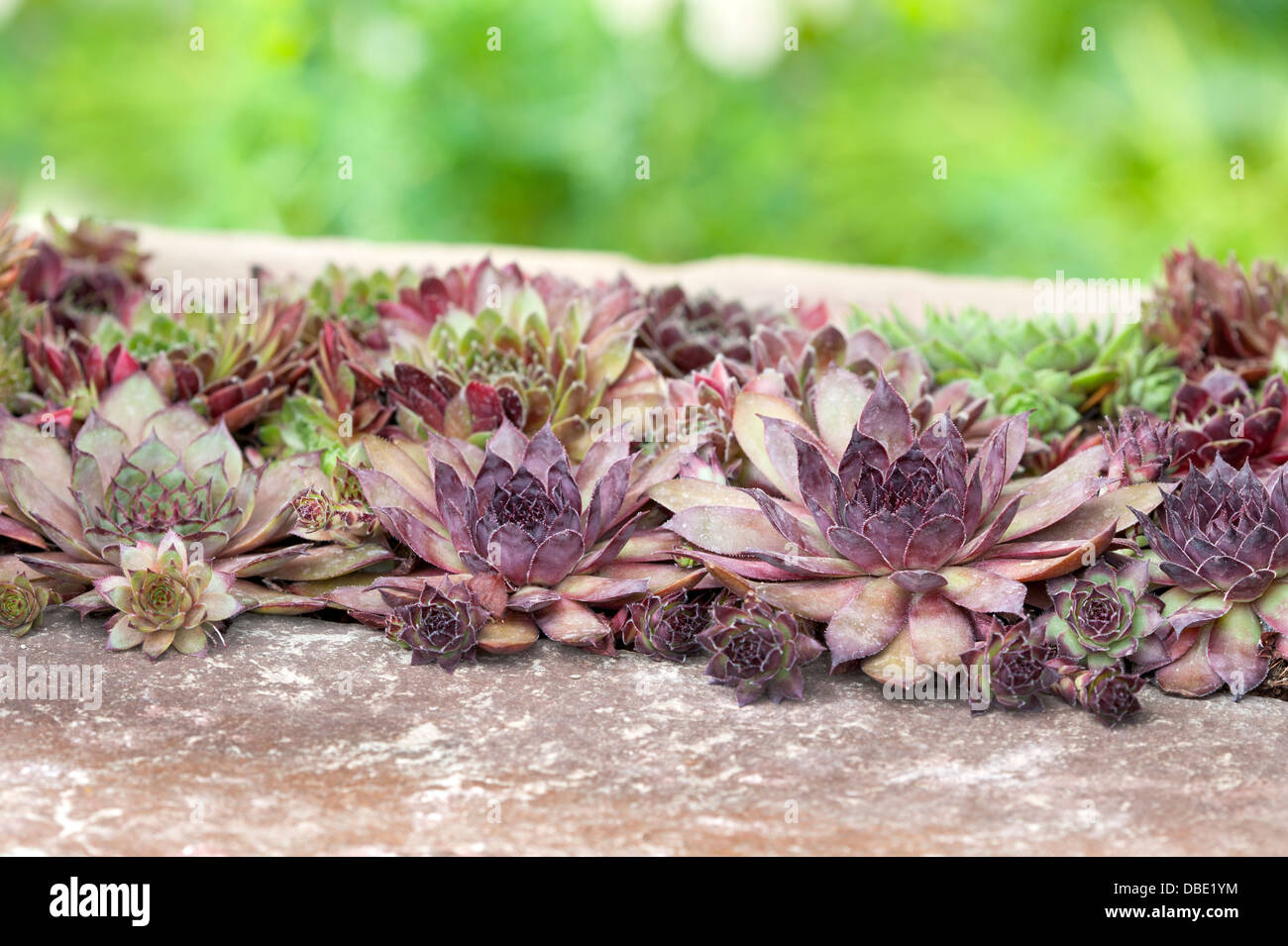Sempervivum container hi-res stock photography and images - Alamy