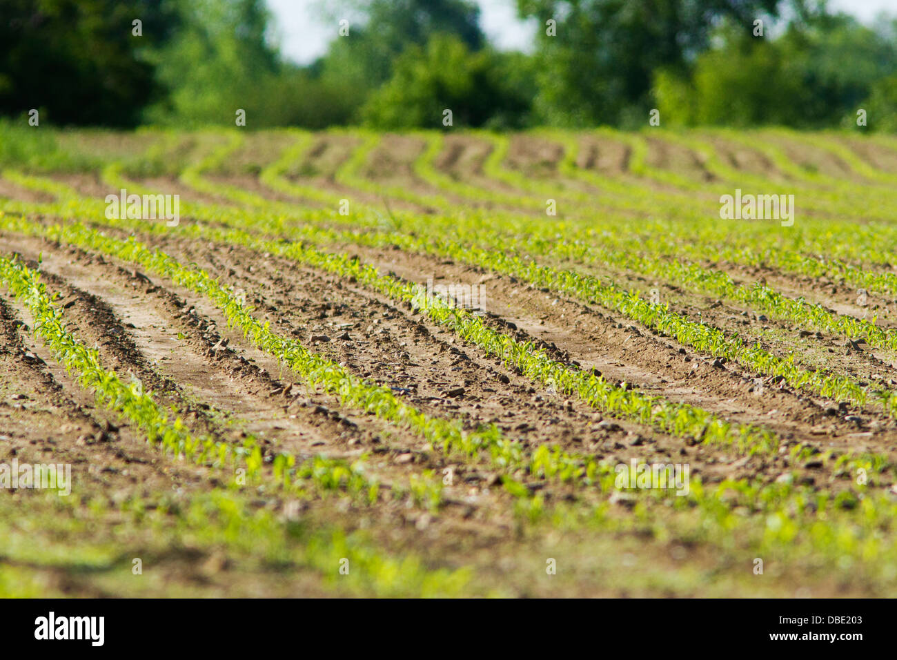Spring forest at the cornfield hi-res stock photography and images - Alamy