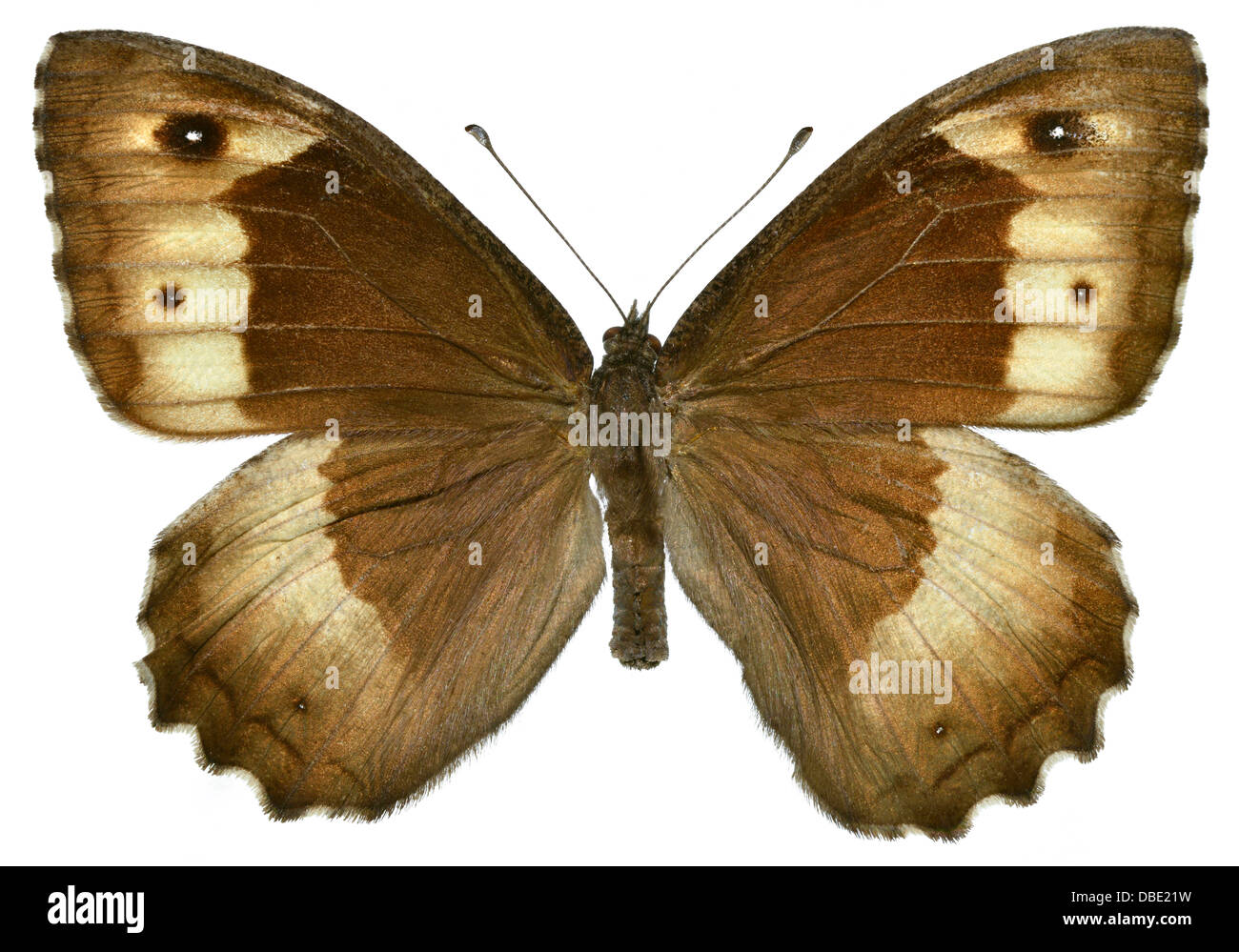 Rock Grayling butterfly (Hipparchia alcyone) isolated on white ...