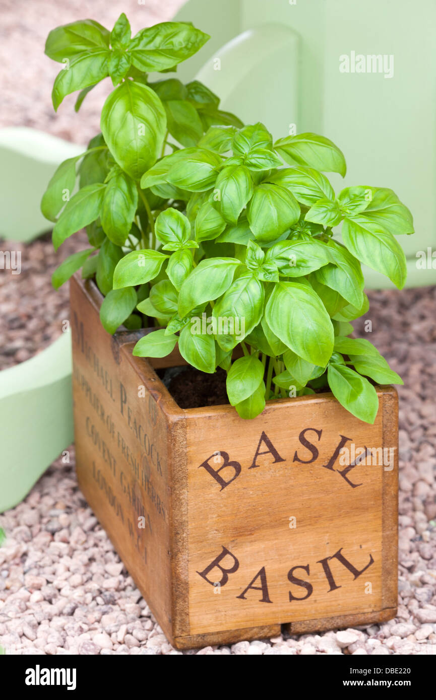 Fresh herbs in a container hi-res stock photography and images - Alamy