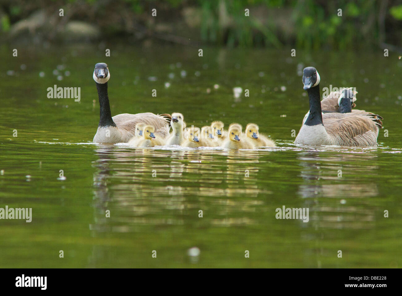 Canada Goose family swimming in spring Stock Photo - Alamy