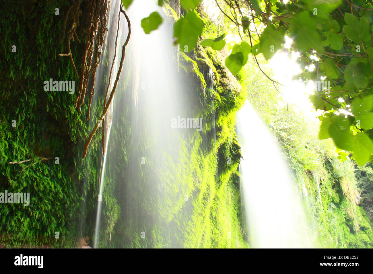 tree roots and water flowing on rocks with view of waterfall Stock ...