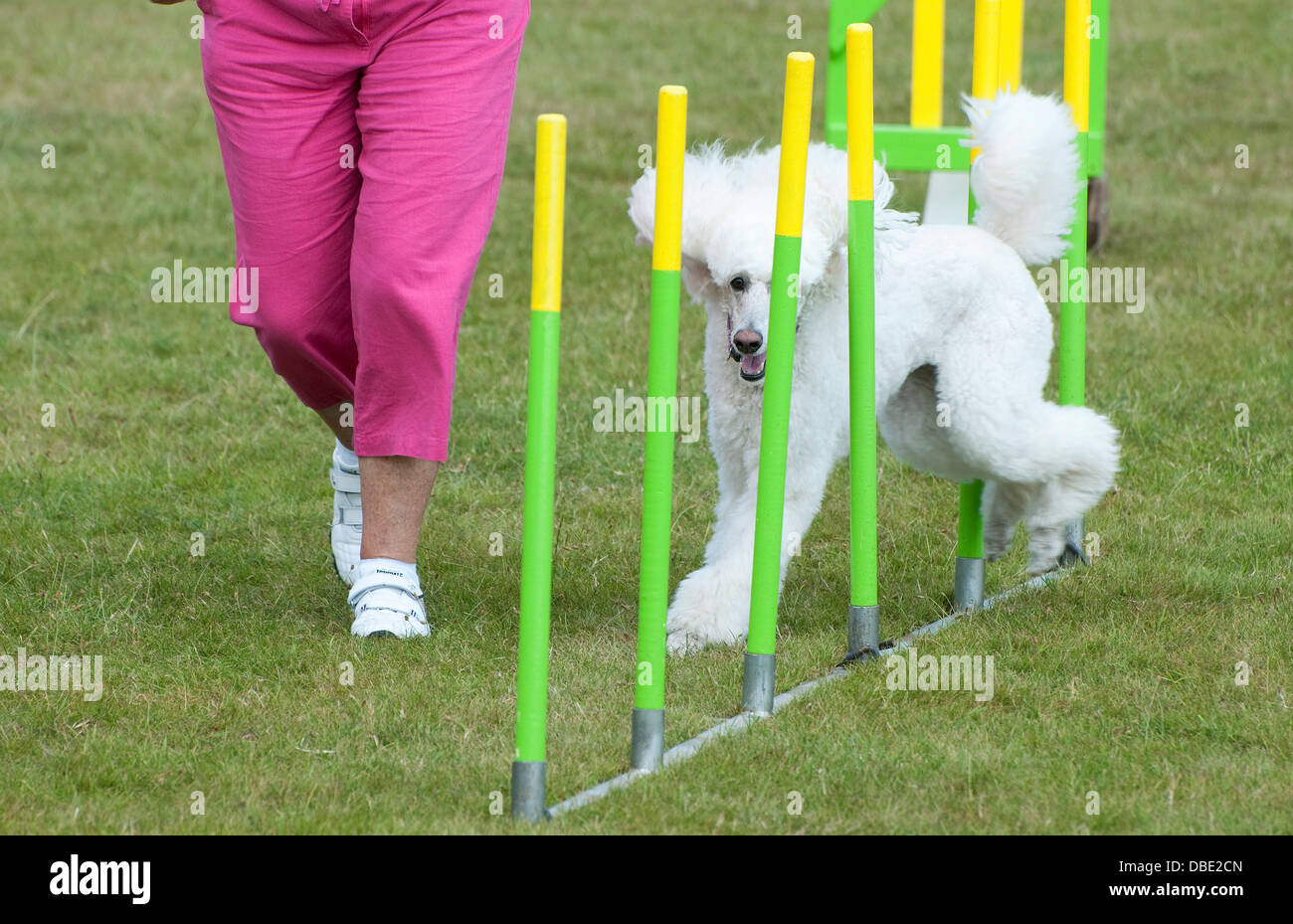 Agility poles hi-res stock photography and images - Alamy