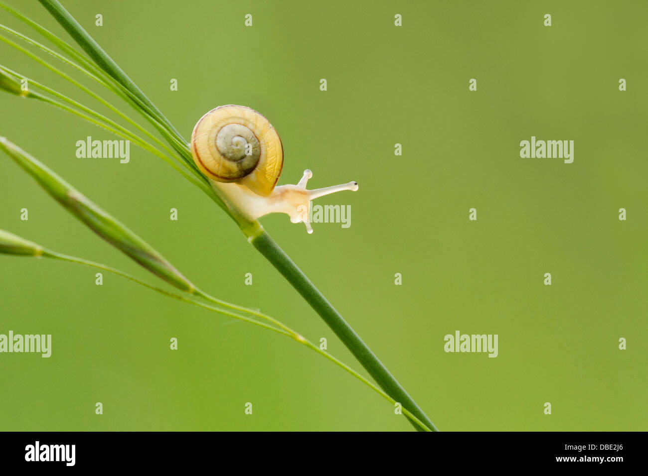 High speed snail moving downwards on a stick Stock Photo - Alamy