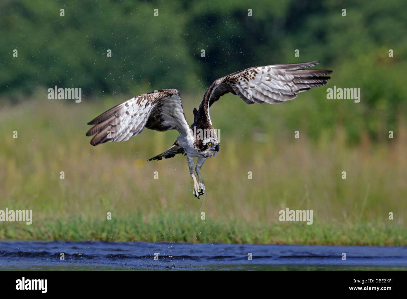 Osprey flying above water Stock Photo - Alamy