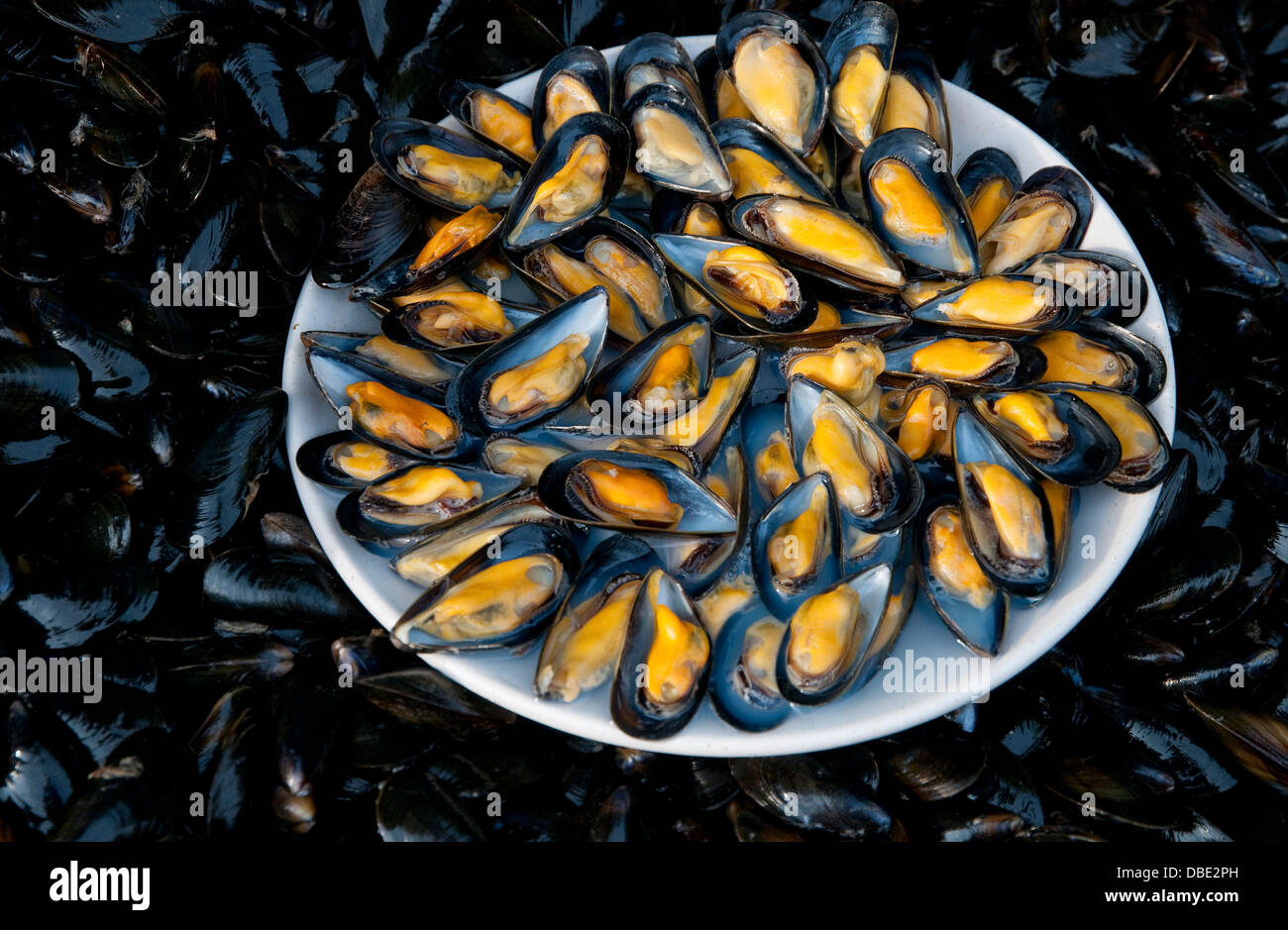 plate of opened mussels on mussel shells, normandy, france Stock Photo ...
