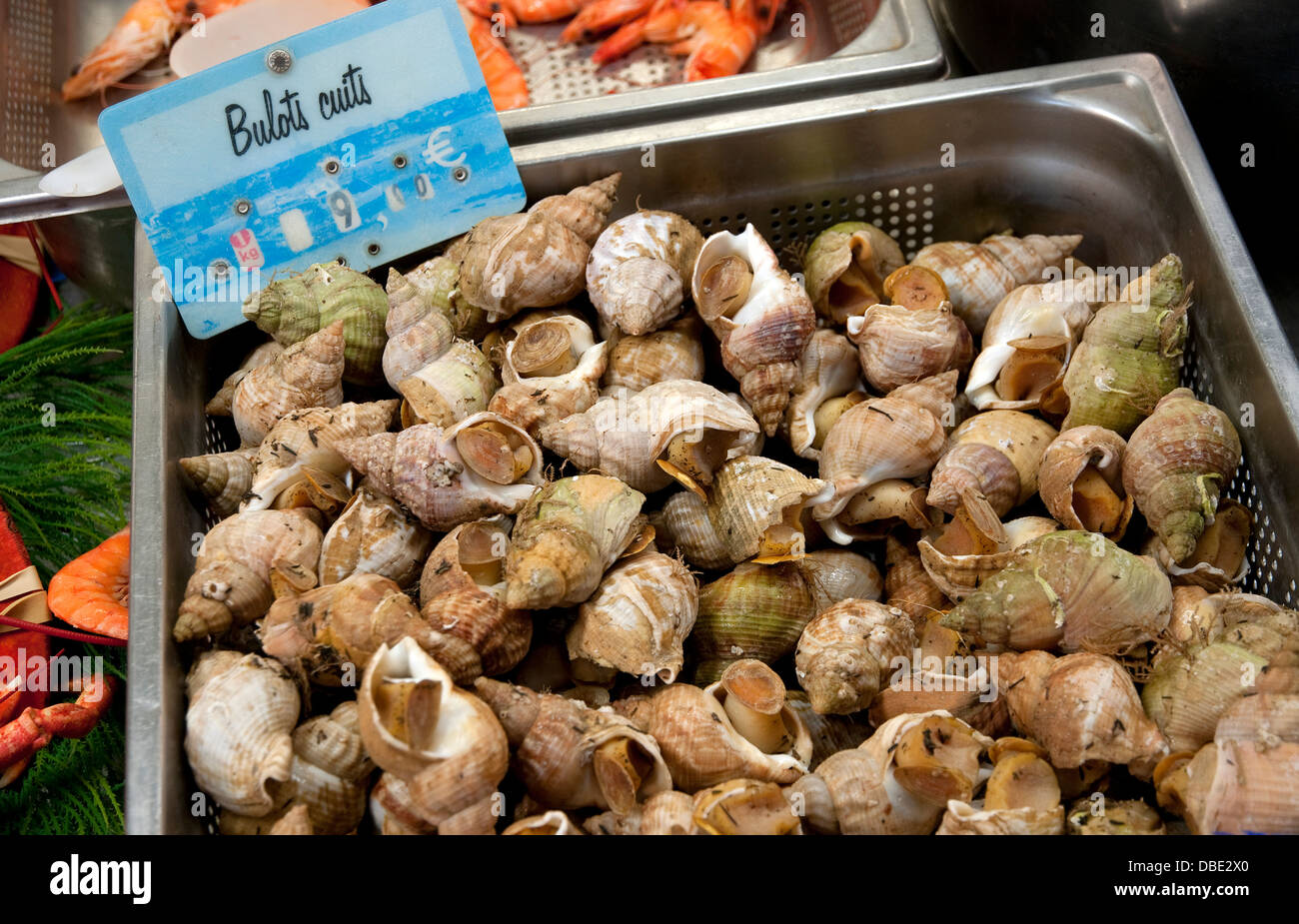 freshly caught french whelks, normandy, france Stock Photo - Alamy