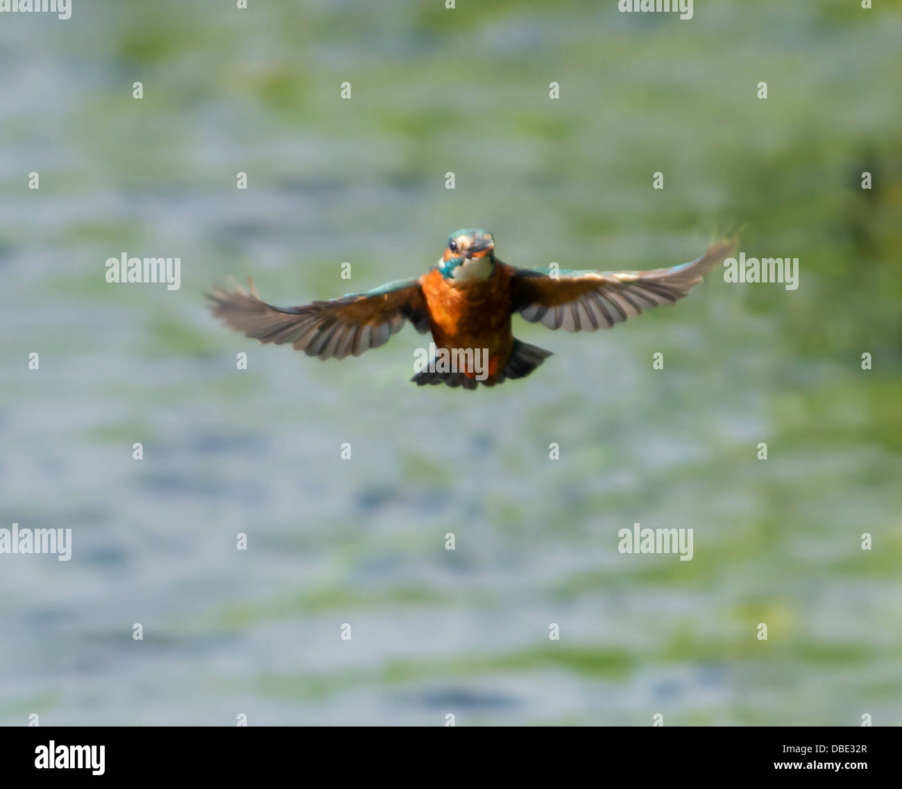 Female Common Kingfisher (Alcedo atthis) in flight Stock Photo - Alamy