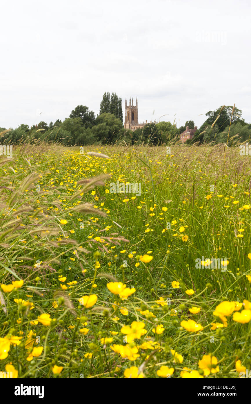 English meadows wildflower hi-res stock photography and images - Alamy