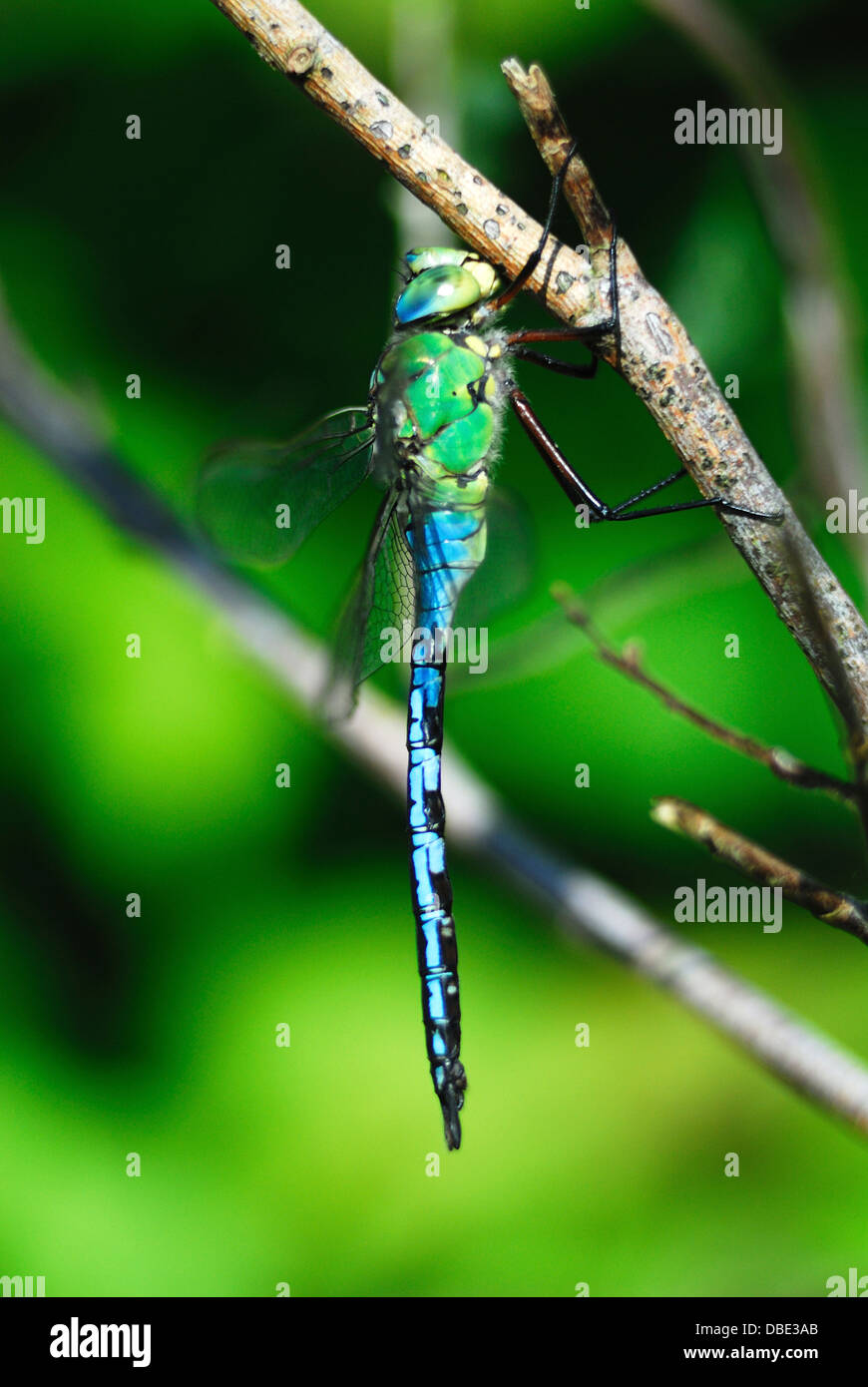 An emperor dragonfly at rest Stock Photo - Alamy