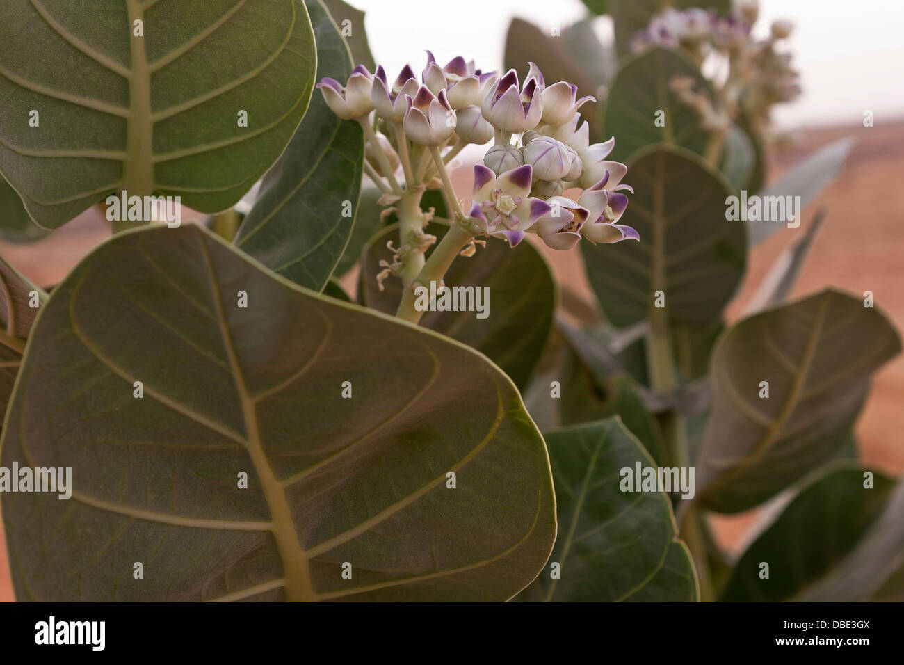 Dead Sea Fruit shrub or Calotropis procera in Sahara Desert northern ...