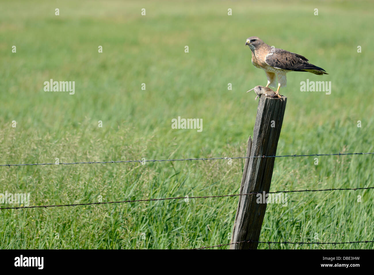 Swainson's Hawk with a pocket gopher it caught in a field in Oregon's ...