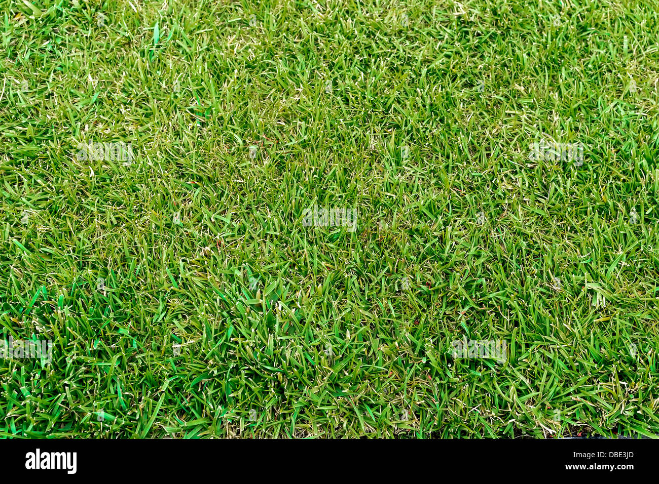 Real grass hi-res stock photography and images - Alamy