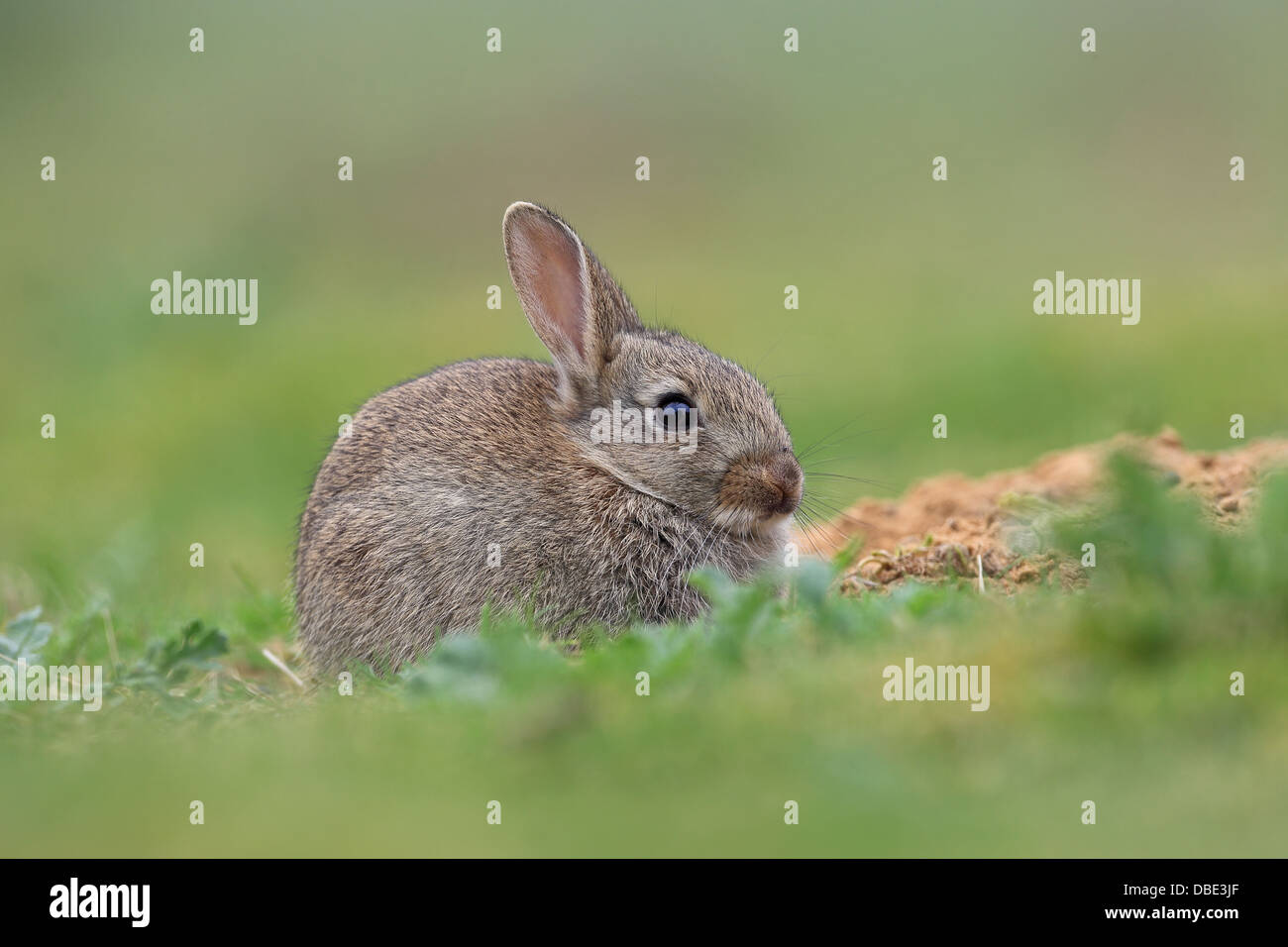 Rabbit (Oryctolagus cuniculus Stock Photo - Alamy