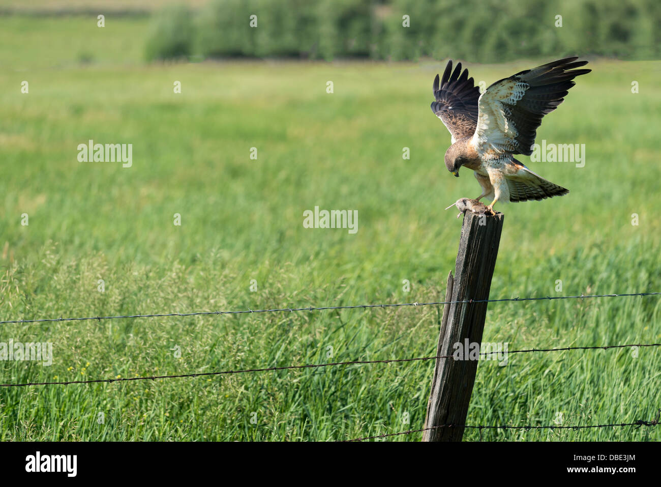 Pocket gopher hi-res stock photography and images - Alamy