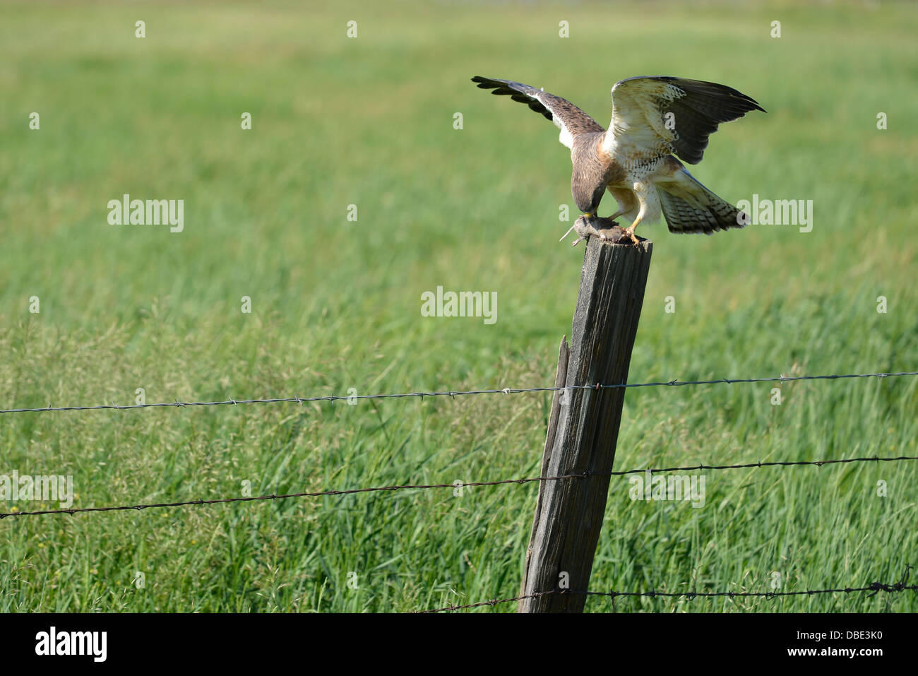 Swainson's Hawk with a pocket gopher it caught in a field in Oregon's ...
