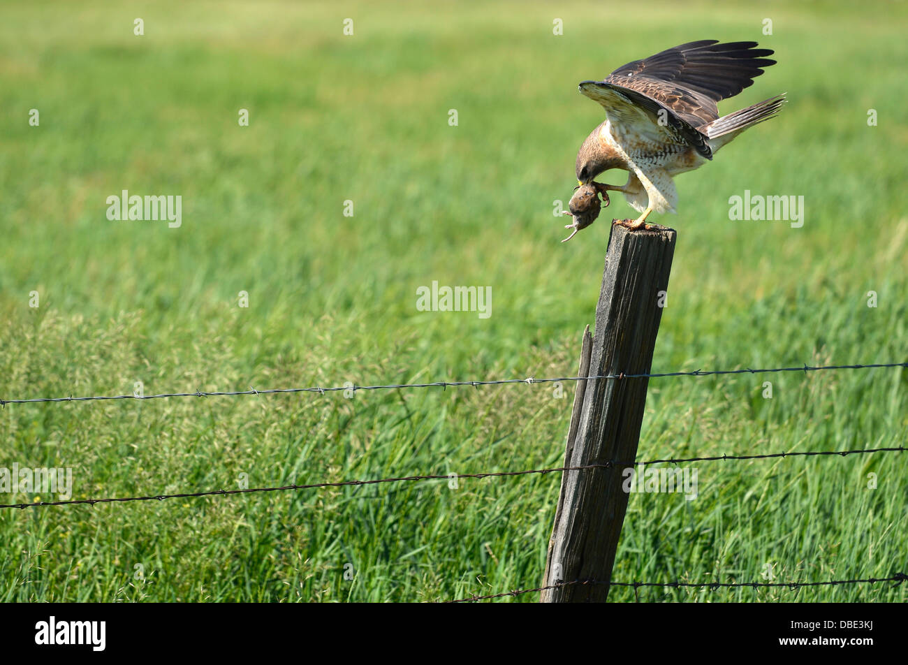 Swainson's Hawk with a pocket gopher it caught in a field in Oregon's ...