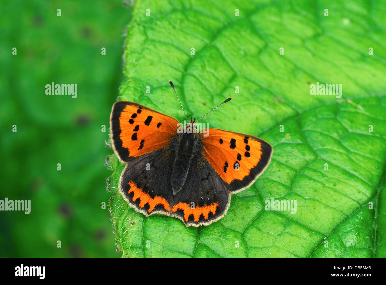 Small copper hi-res stock photography and images - Alamy