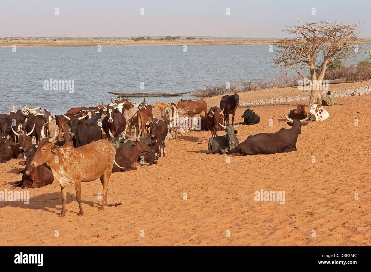 Cattle resting on bank of River Niger, Ansongo near Gao, Mali, West ...