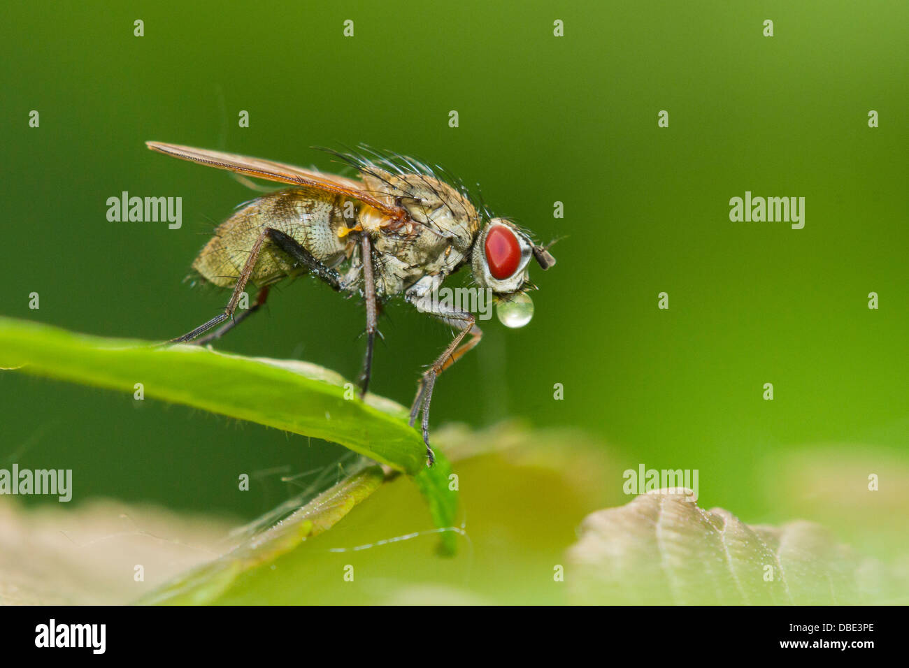 Making a fly hi-res stock photography and images - Alamy