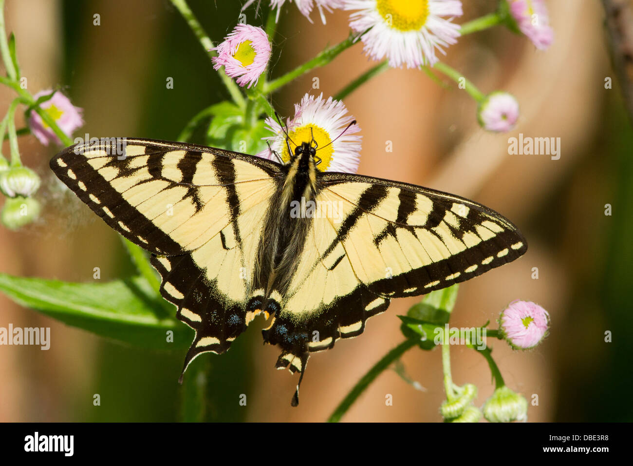 Canadian Tiger Swallowtail (Papilio canadensis Stock Photo - Alamy