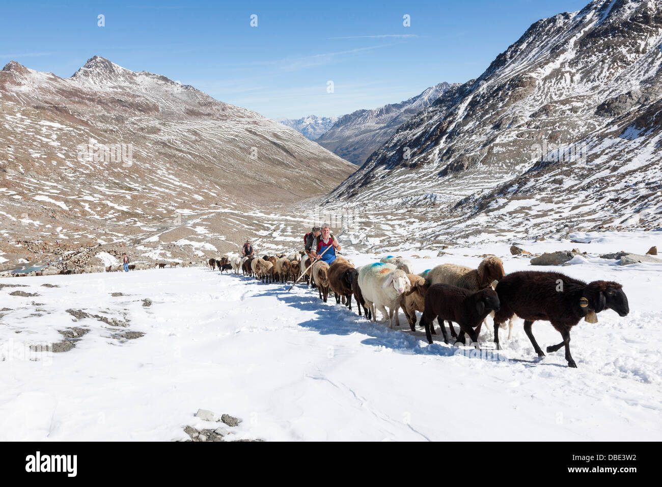 Transhumance: the great sheep trek across the Oetztal Alps between ...