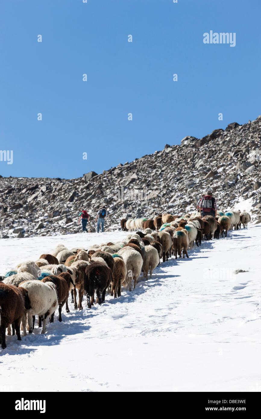 Transhumance: the great sheep trek across the Oetztal Alps between ...