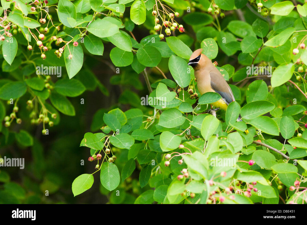 Cedar Waxwing (Bombycilla Cedrorum) in Canadian serviceberry tree Stock ...