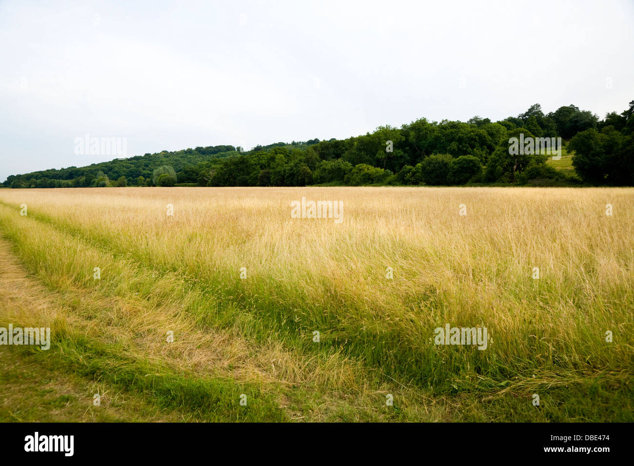 English bill of rights signing hi-res stock photography and images - Alamy