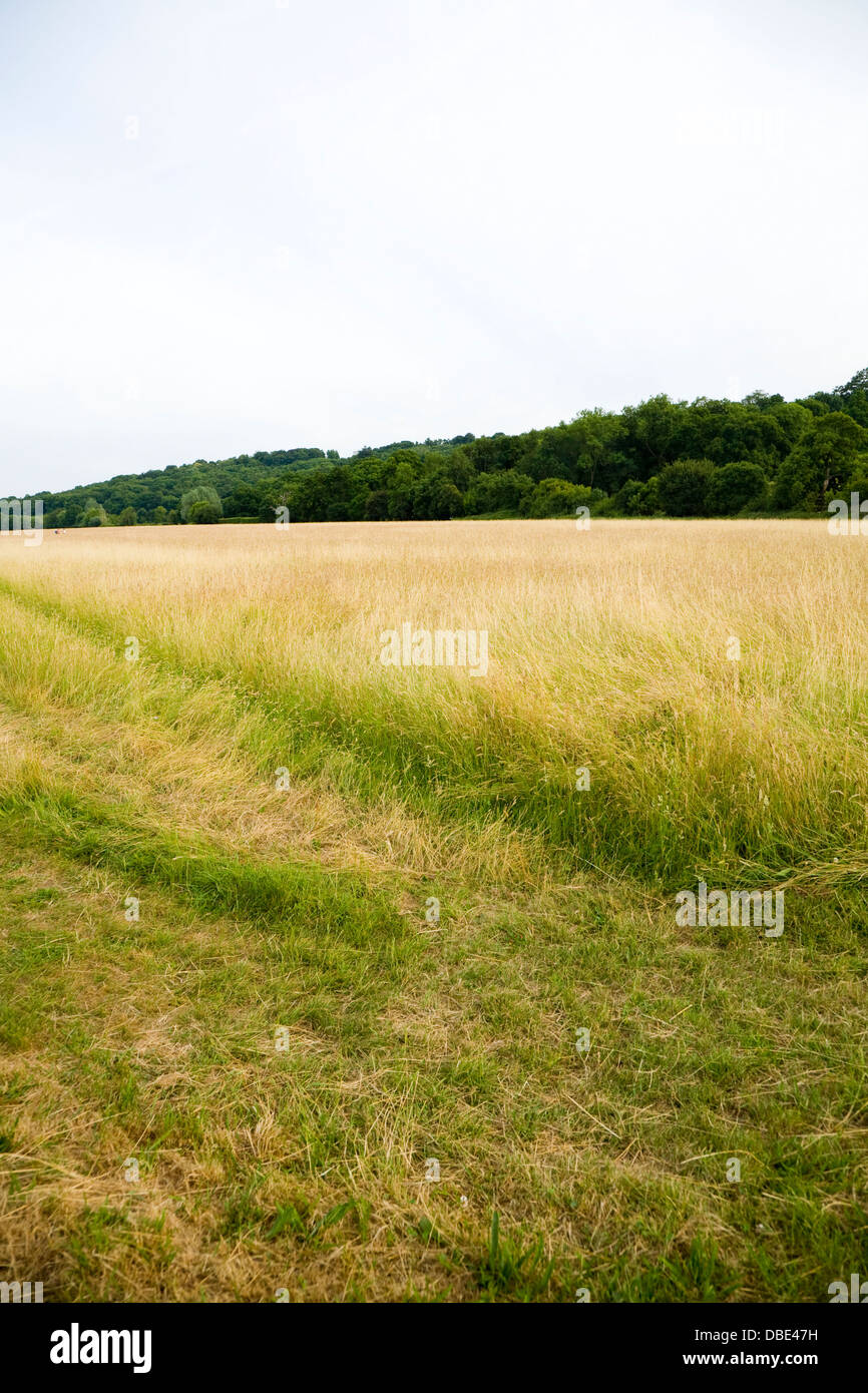Runnymede meadows & flood plain, site of the signing of Magna Carta in ...