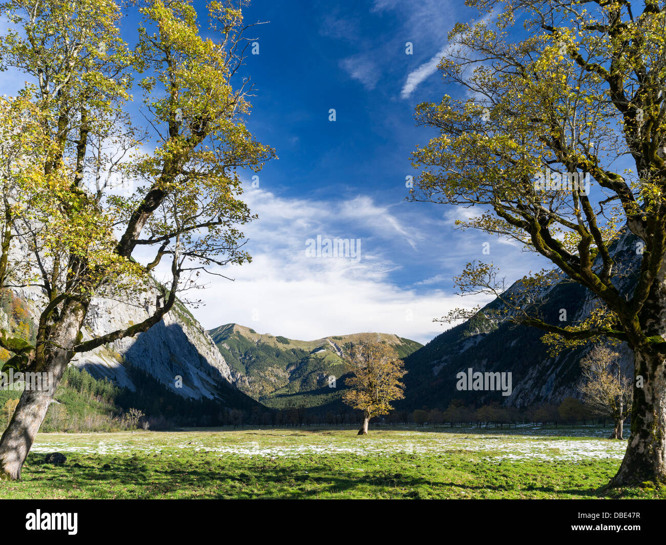 Famous Sycamore Maple Tree High Resolution Stock Photography and Images ...