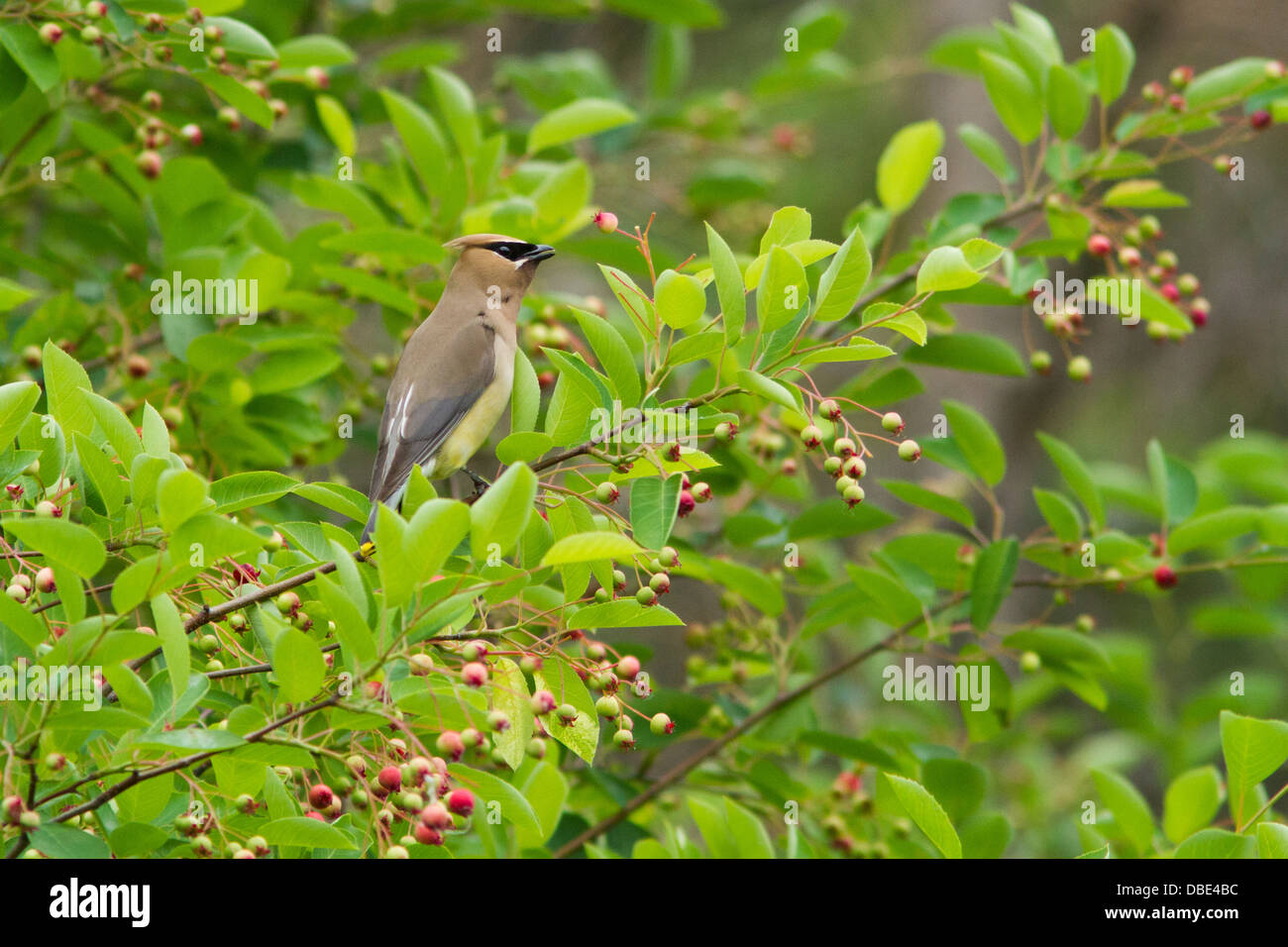 Cedar Waxwing (Bombycilla Cedrorum) in Canadian serviceberry tree Stock ...