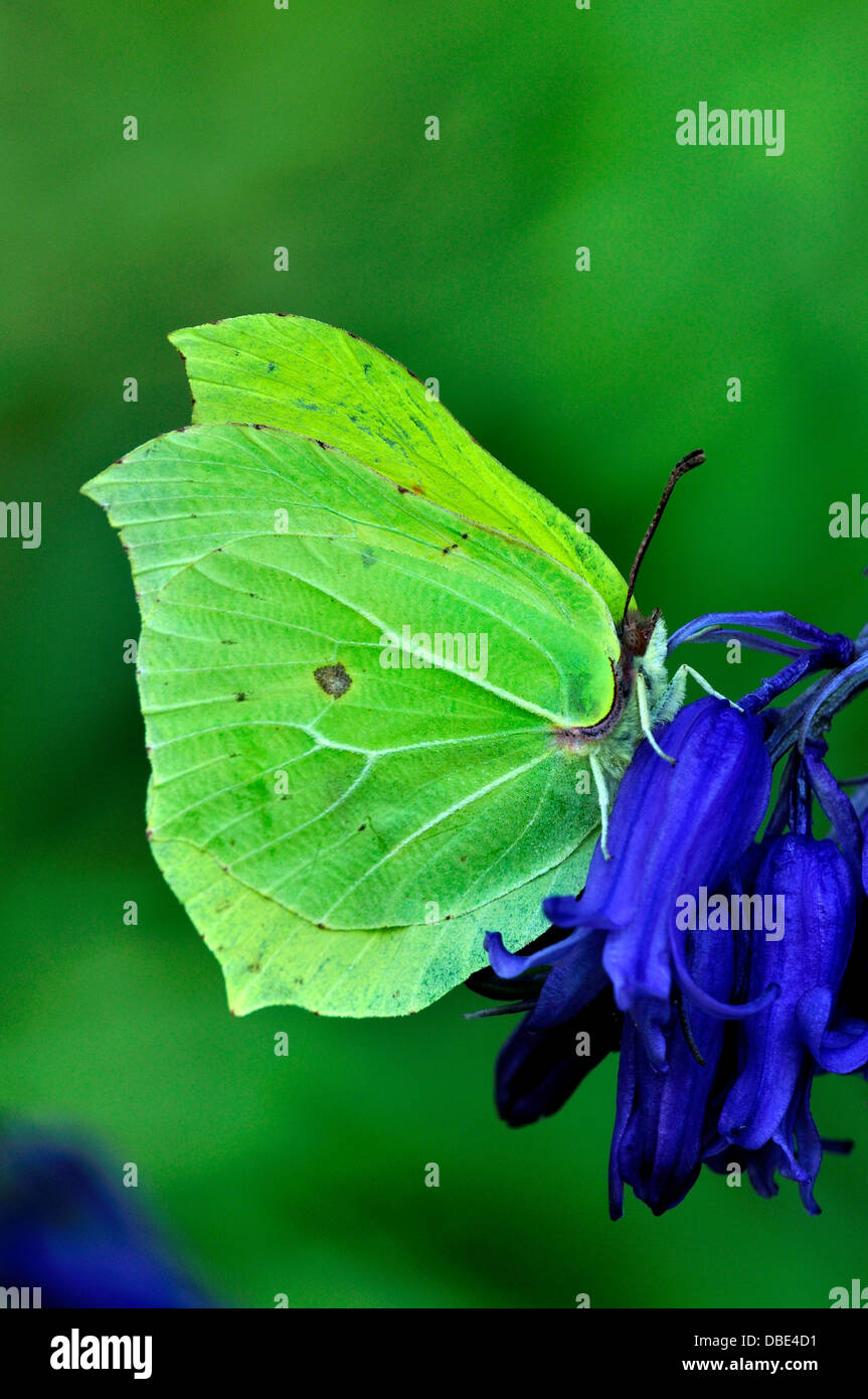 Brimstones hi-res stock photography and images - Alamy