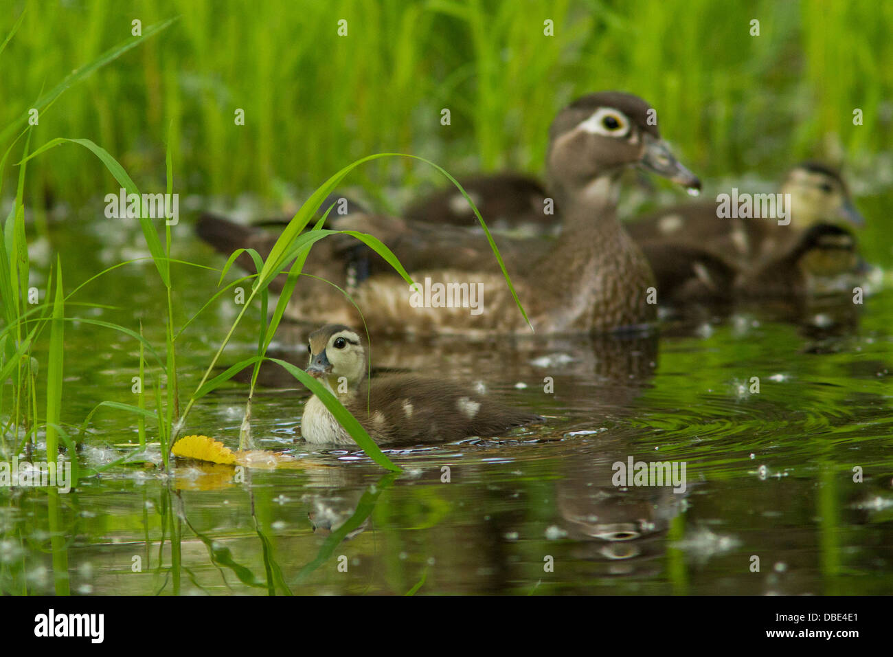 Wood duck duckling hi-res stock photography and images - Alamy