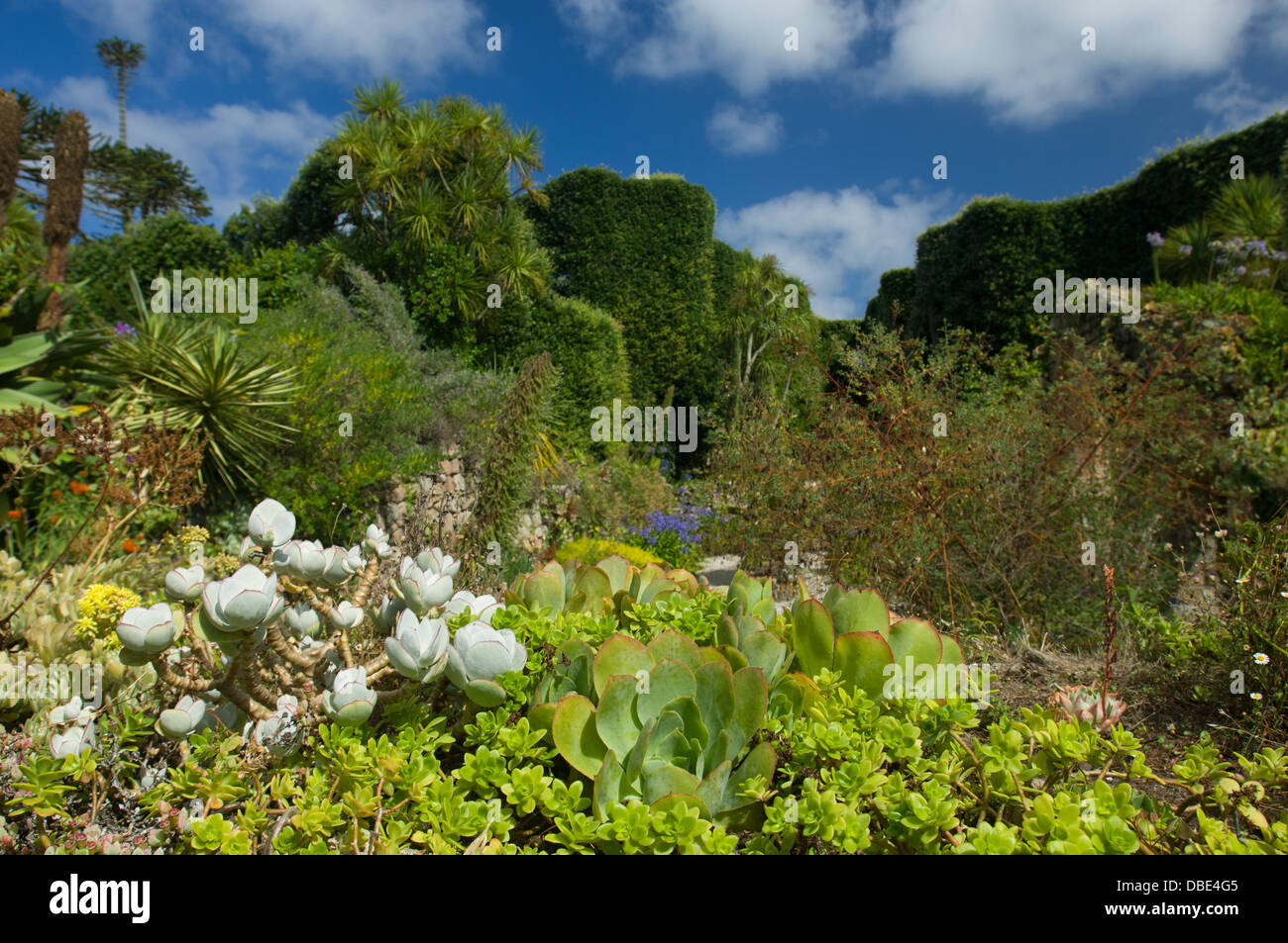 Bed of sub-tropical plants from Southern Africa, including the ...