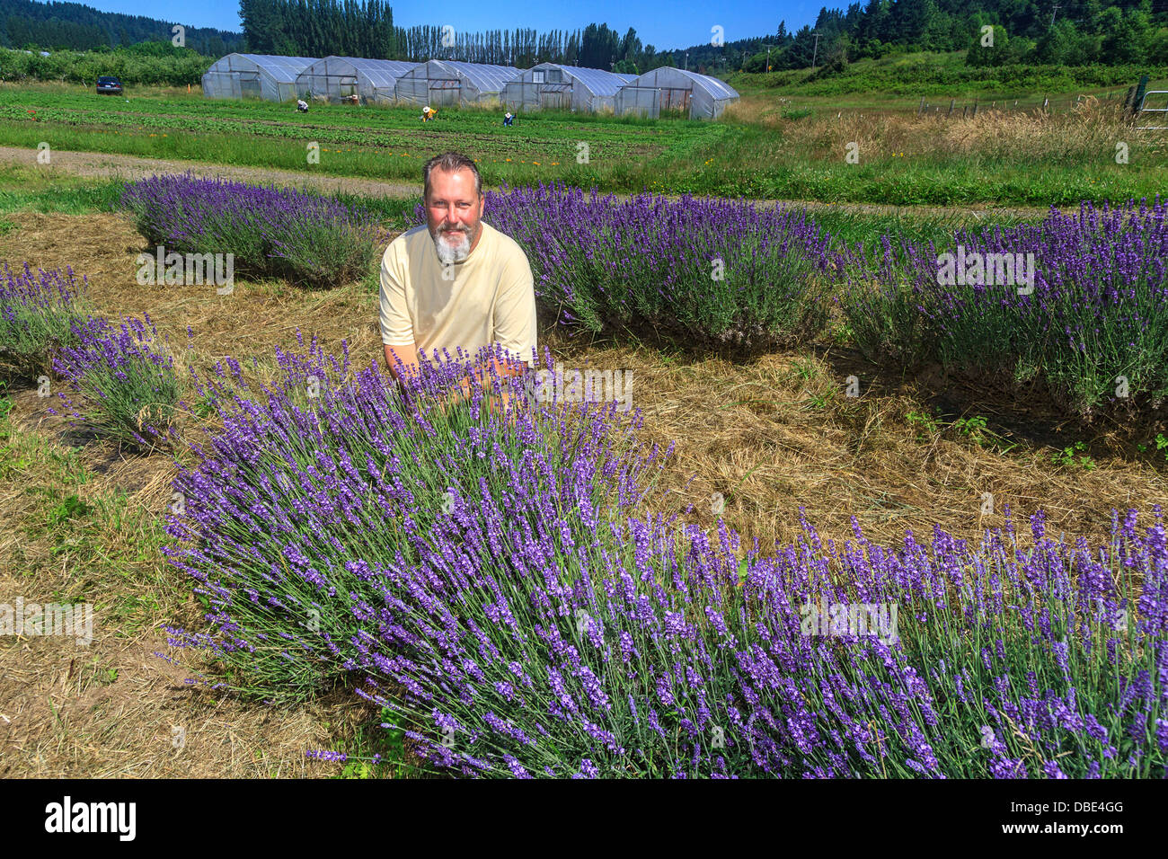 Man shows blooming lavender on his farm in western Washington, USA ...