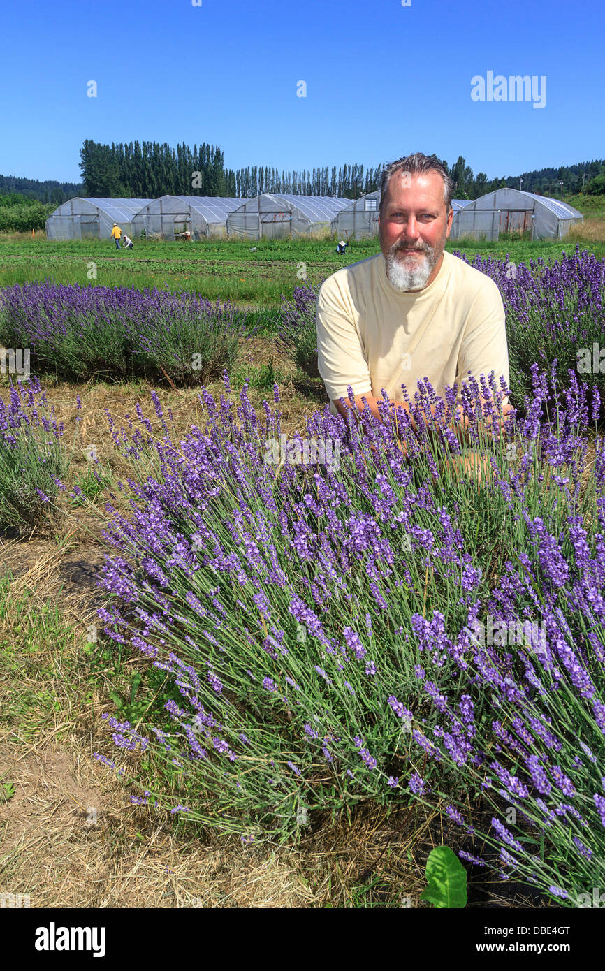 Man shows blooming lavender on his farm in western Washington, USA ...
