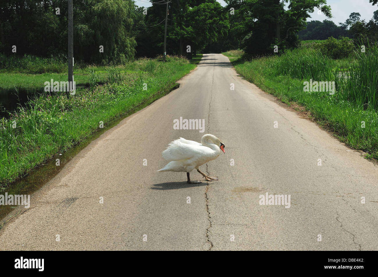 Mute swan crossing rural road Stock Photo - Alamy