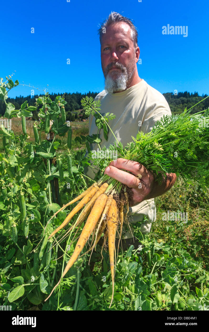 Organic heirloom carrots hi-res stock photography and images - Alamy