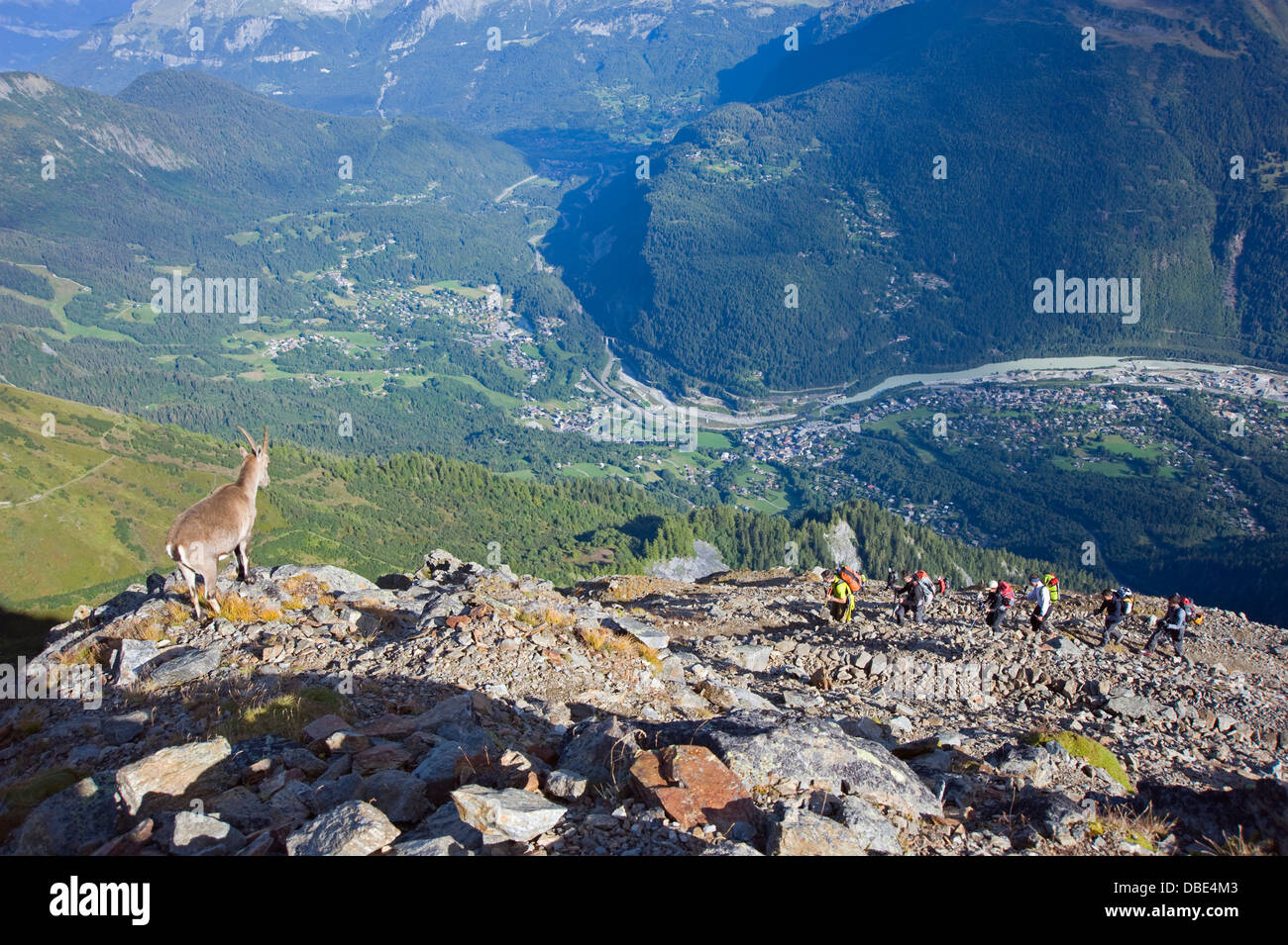 Alpine Ibex (Capra Ibex), on lower slopes of Mont Blanc, Chamonix ...