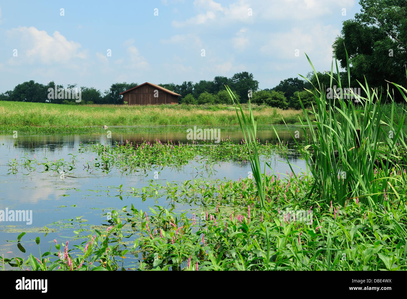 Illinois wetland marsh Stock Photo - Alamy
