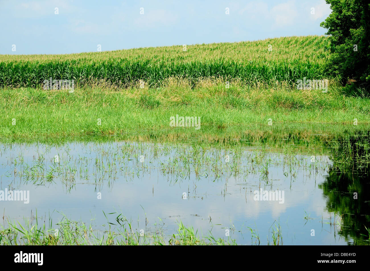 Illinois wetland marsh Stock Photo - Alamy
