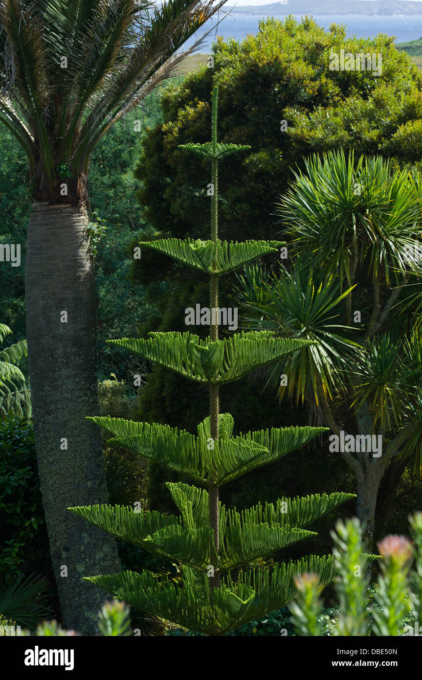 Fir and palm trees at Tresco Abbey Garden, Tresco, Isles of Scilly ...