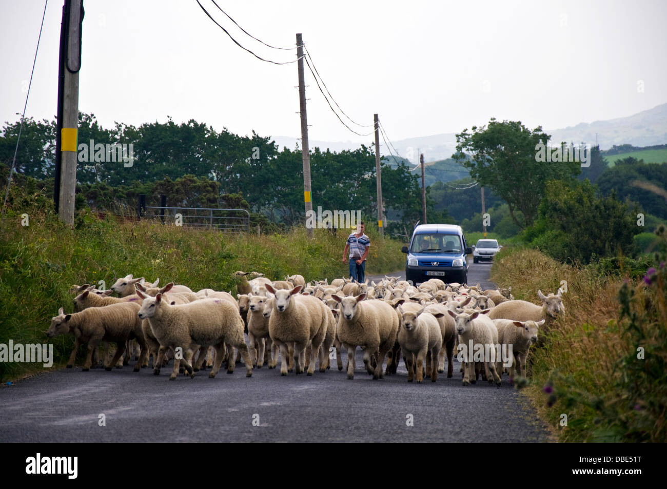 Farmer moving sheep and holding up traffic in Ardara County Donegal ...