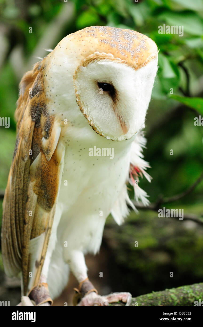 With wing injury hi-res stock photography and images - Alamy