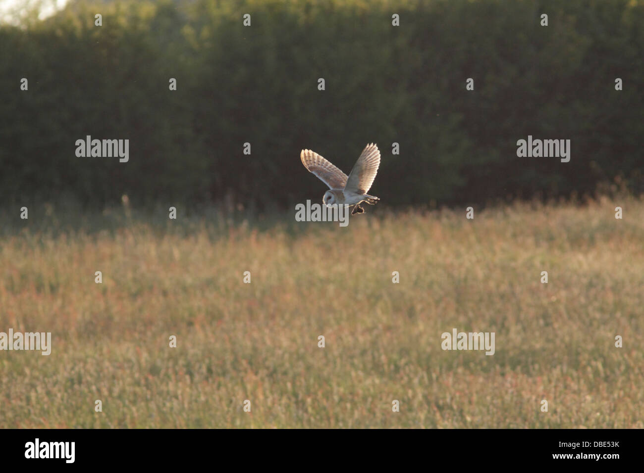 Barn Owl (Tyto alba) adult, in flight, with prey, over rough field ...
