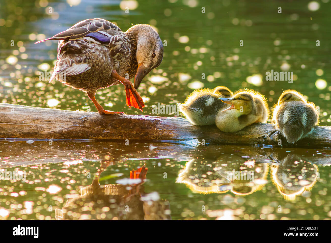 Female mallard with three ducklings in early spring reflected in water ...