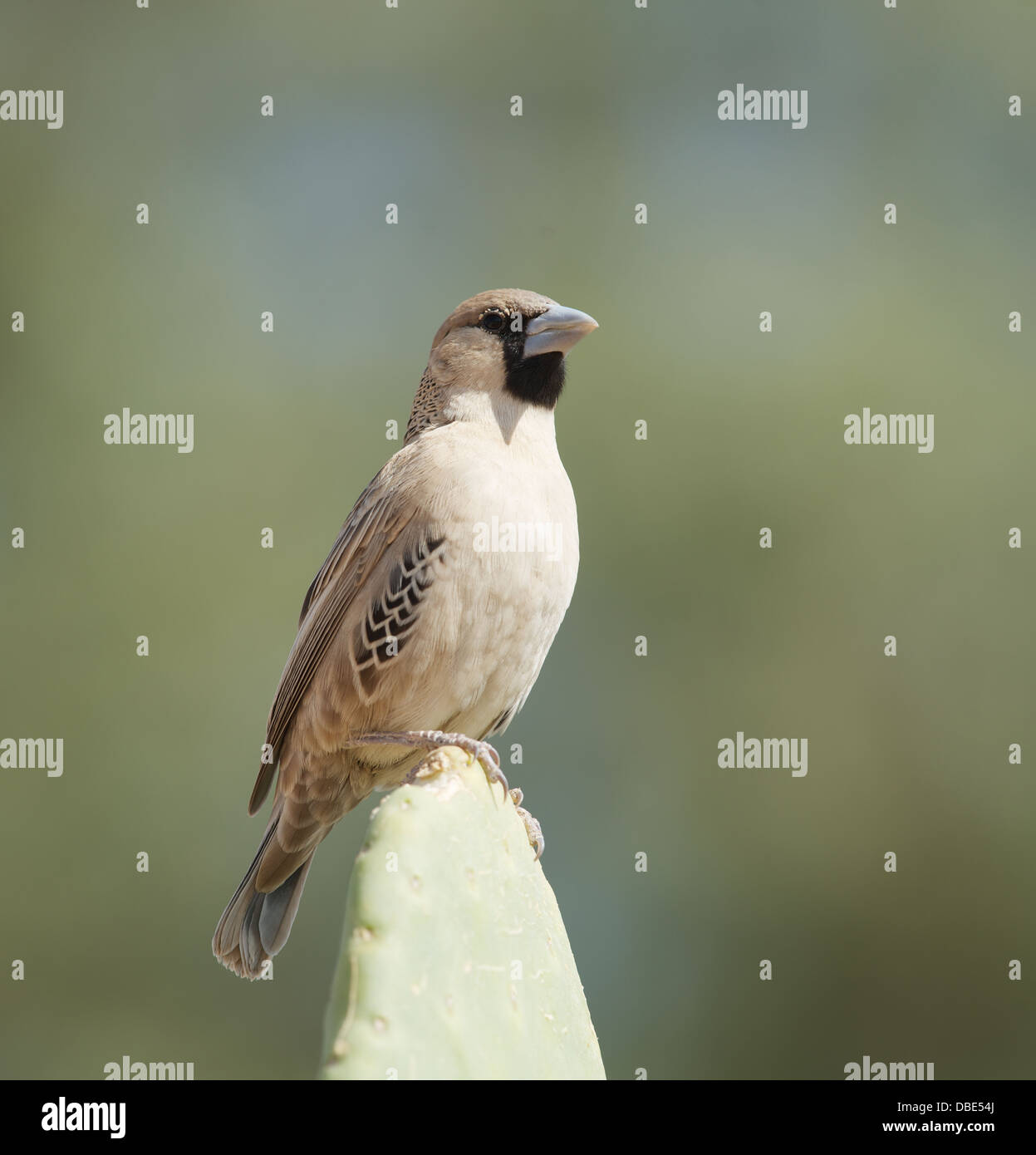 sociable Weaver Bird Stock Photo - Alamy