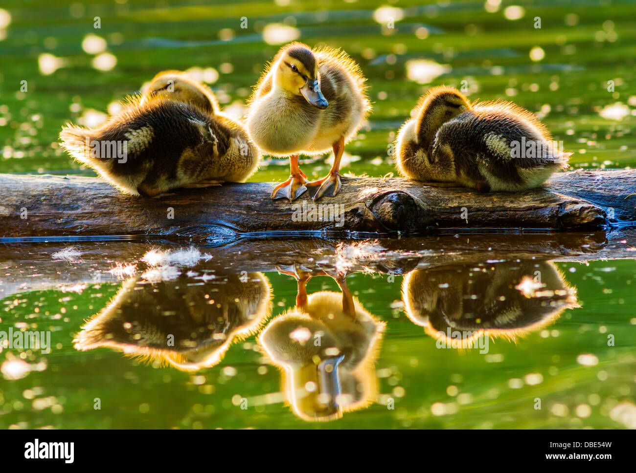 Duckling flying cute hi-res stock photography and images - Alamy