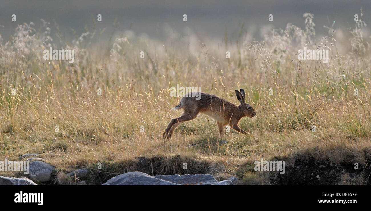 Hare running hi-res stock photography and images - Alamy